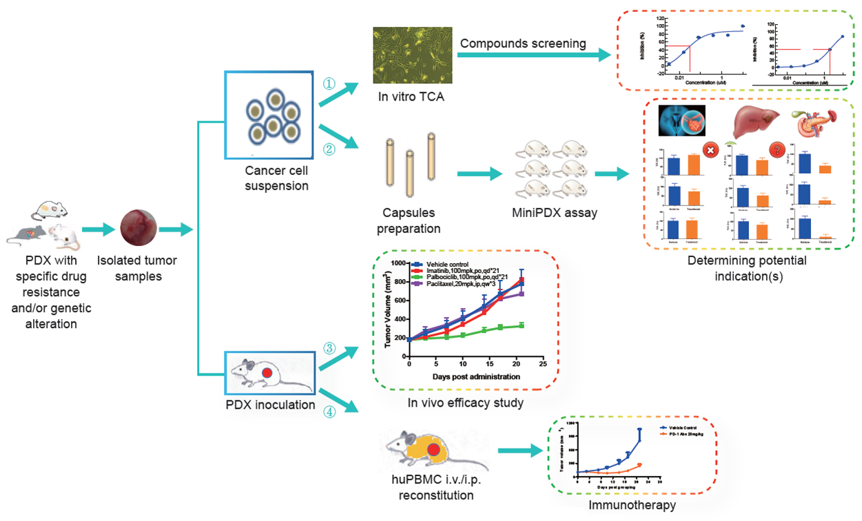 Over 1900 Patient Derived Xenograft Models for Cancer Research | LIDE Biotech